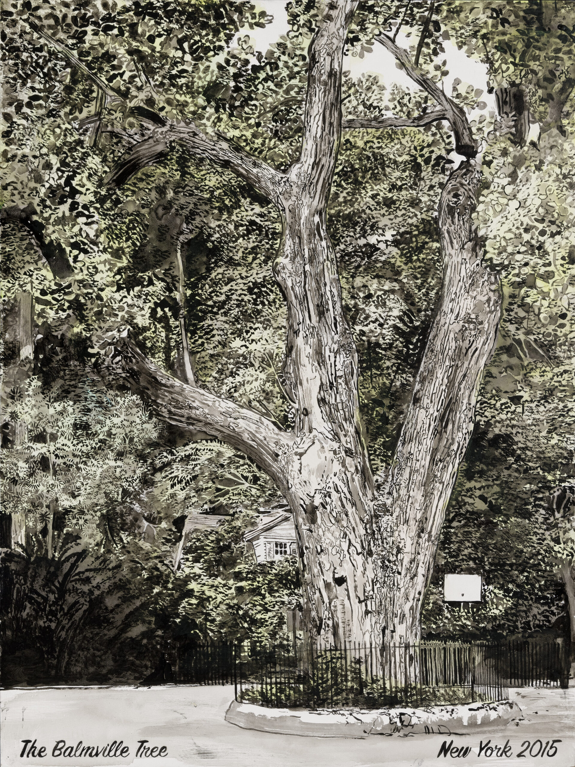 Balmville Tree - Disappointed Tourist